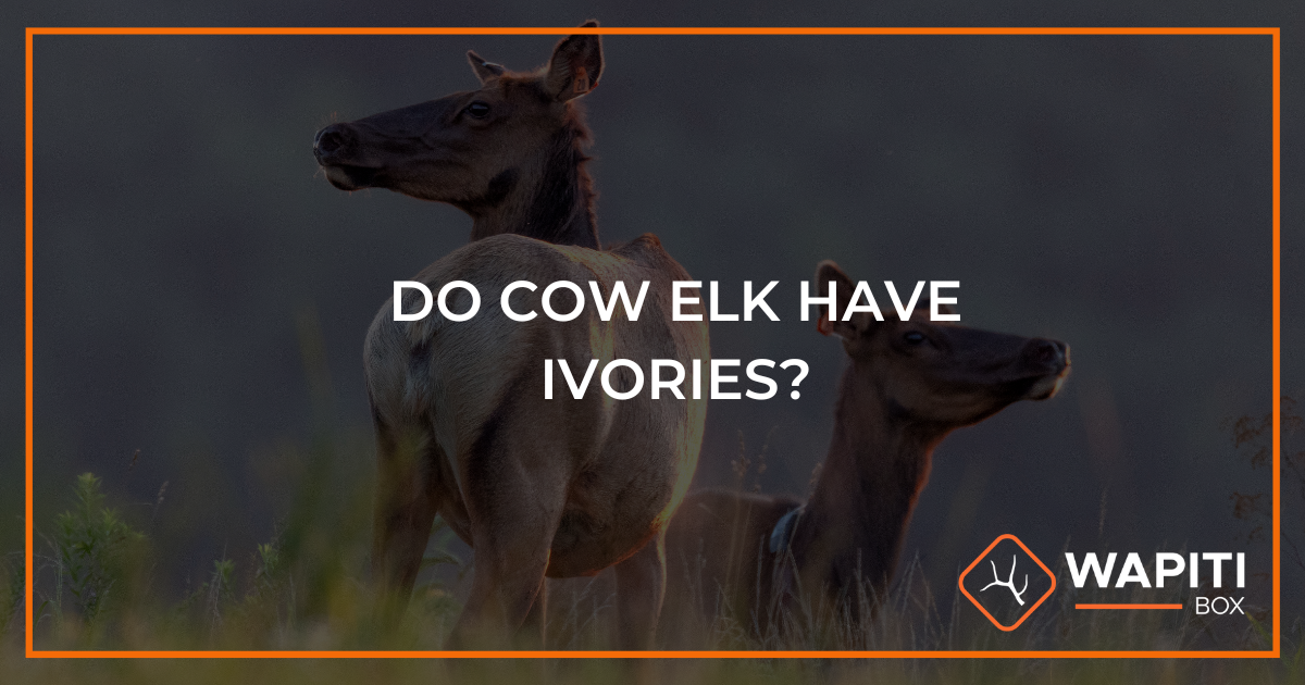 Do Cow Elk Have Ivories - Wapiti Box
