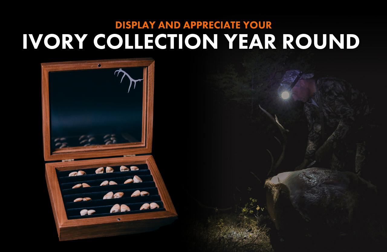Wapiti Box - The Ultimate Elk Ivory Display Case | Made in USA